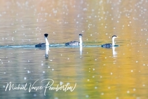 Patience is needed. | Michael Vance Pemberton